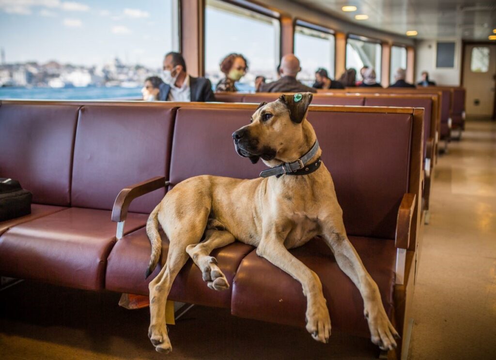 Boji teorisi - Serbestiyet